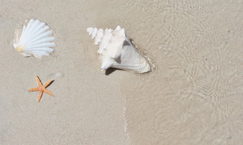 Conch Shell on Sand Beach with Sea Stock Image - Image of beach, conch ...
