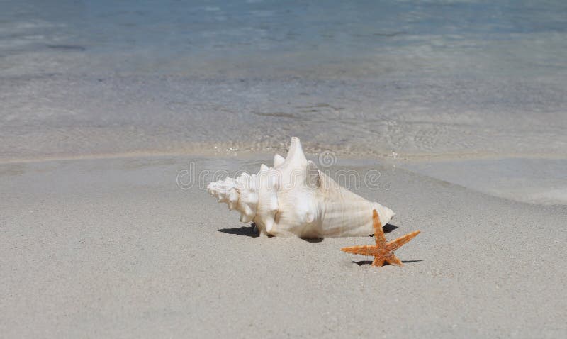 Conch Shell on Sand Beach with Sea Stock Photo - Image of seashell ...