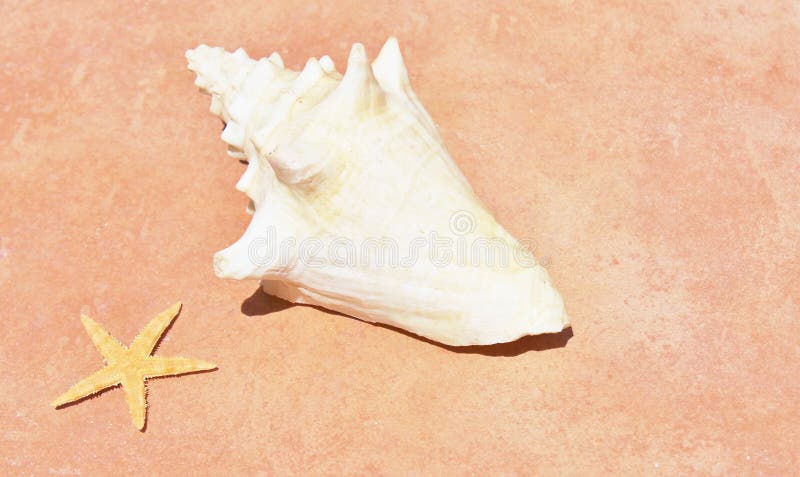 Conch Shell on Sand Beach with Sea Stock Photo - Image of seashell ...