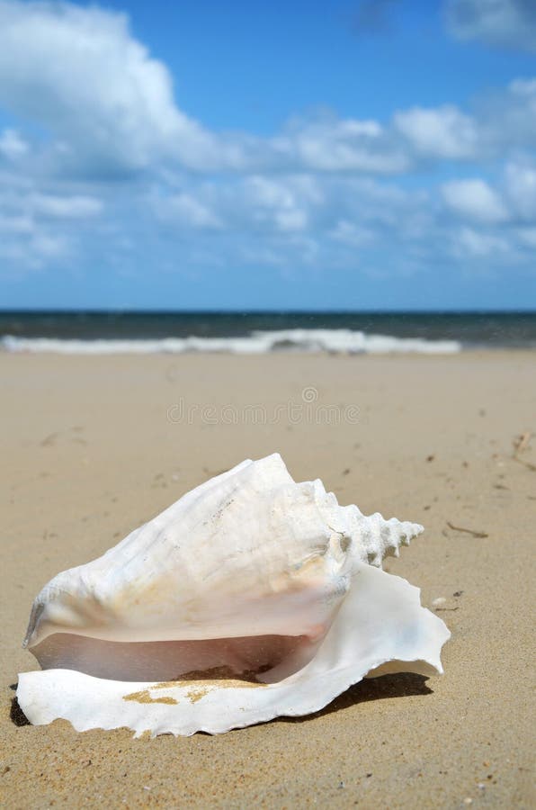 Conch Shell stock photo. Image of travel, pretty, seashell - 43937346