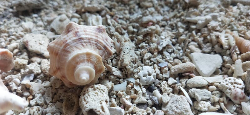 Conch shell on the sand stock image. Image of seaside - 233211593