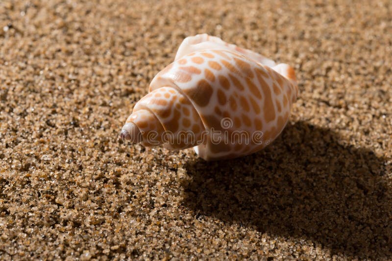 Conch shell on sand stock image. Image of cone, sand - 118291449