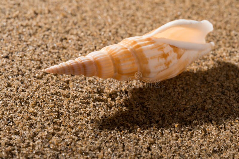 Conch shell on sand stock image. Image of object, seafood - 118291629