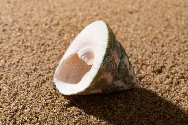 Conch shell on sand stock image. Image of mollusc, decorative - 119848849