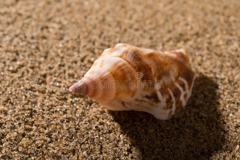 Conch shell on sand stock photo. Image of volutes, cockleshell - 119848874