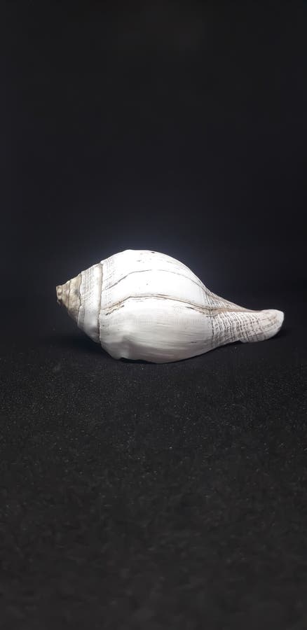 Conch Shell of Sea Snail and Emblem of God Vishnu Stock Image - Image ...