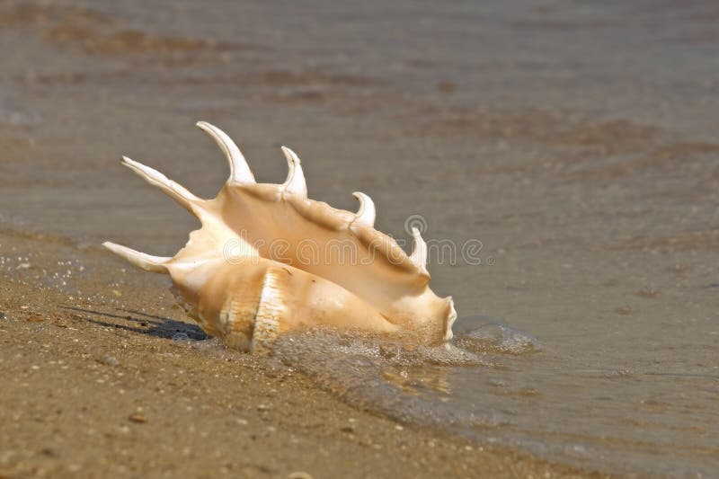 Conch shell in sea surf. stock image. Image of sand, outdoor - 25067649