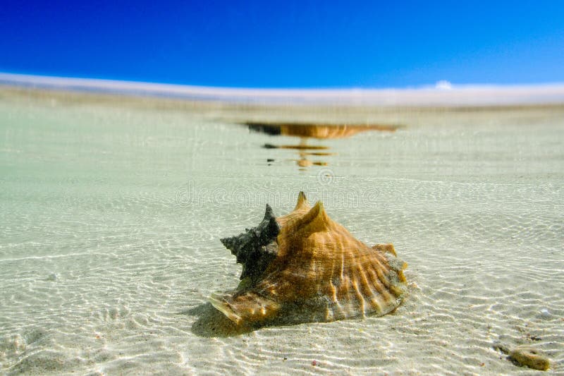 208 Conch Shell Underwater Seascape Stock Photos - Free & Royalty-Free ...