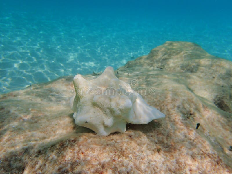 A Conch Shell Sitting on a Rock Reef Stock Image - Image of ...