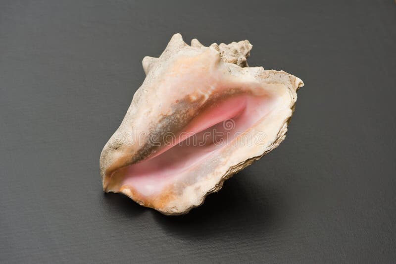 Conch Shell on Slate Still Life Stock Photo - Image of paradise ...