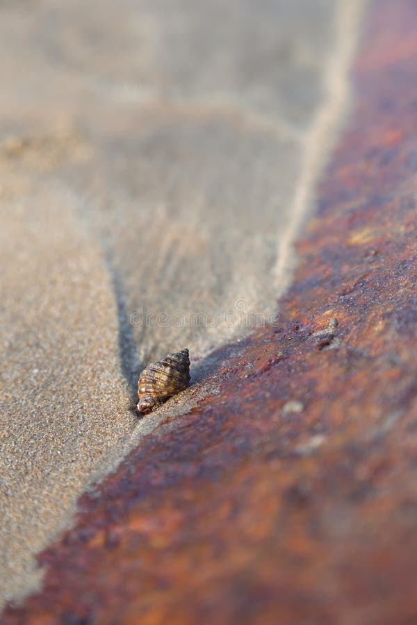 Conch shell stock photo. Image of discovery, pebble, edge - 54539668