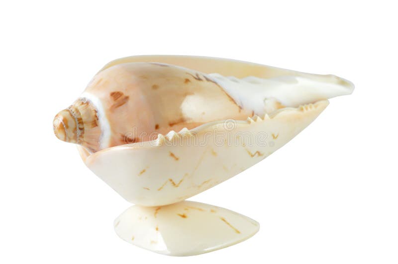 Conch shell stock photo. Image of background, thailand - 44747526