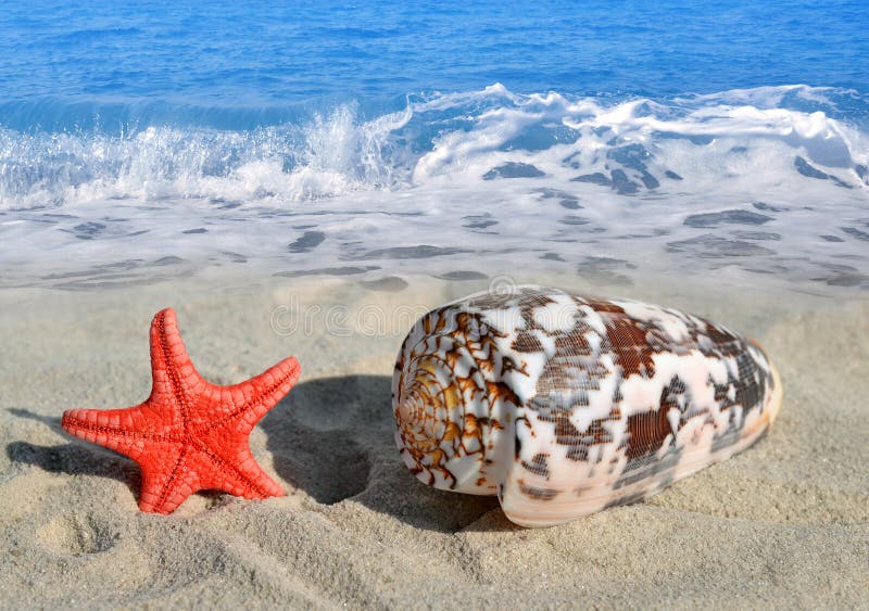Conch shell with starfish stock photo. Image of starfish - 40282994