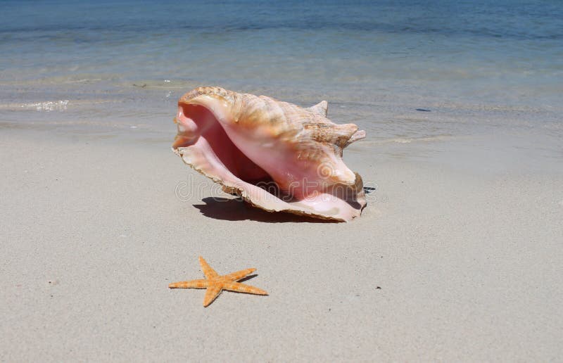 Conch Shell stock image. Image of love, background, beach - 987557