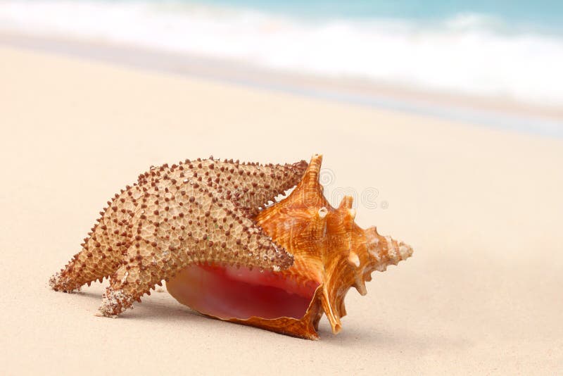 Conch Shell and Starfish on the Beach. Stock Photo - Image of horizon ...