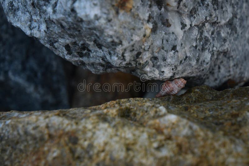 A Conch Shell Stuck in the Rock Stock Photo - Image of tree, rocka ...