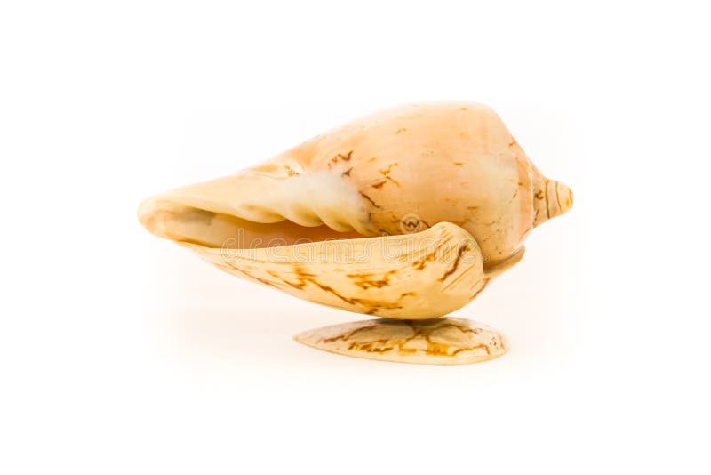 Conch shell on tray stock image. Image of background - 37991855