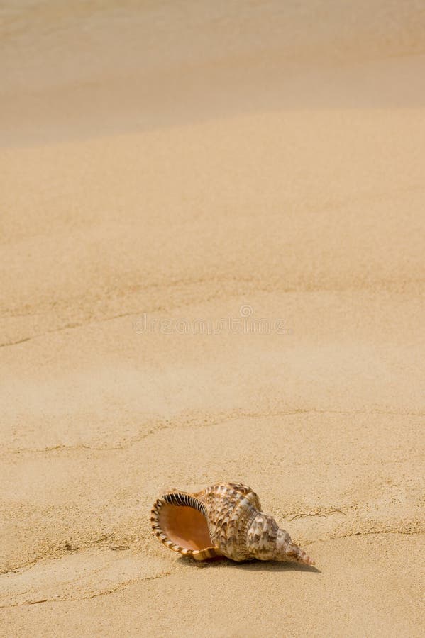 Conch Shell on Tropical Beach Stock Photo - Image of natural, holidays ...