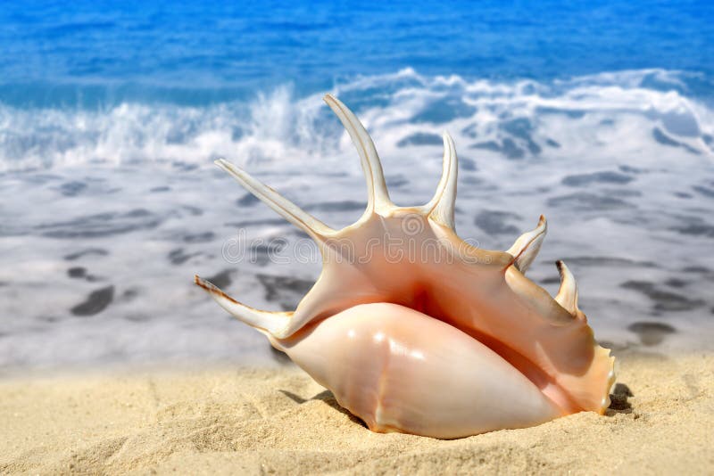 Conch shell stock image. Image of seashore, shell, peaceful - 53018823