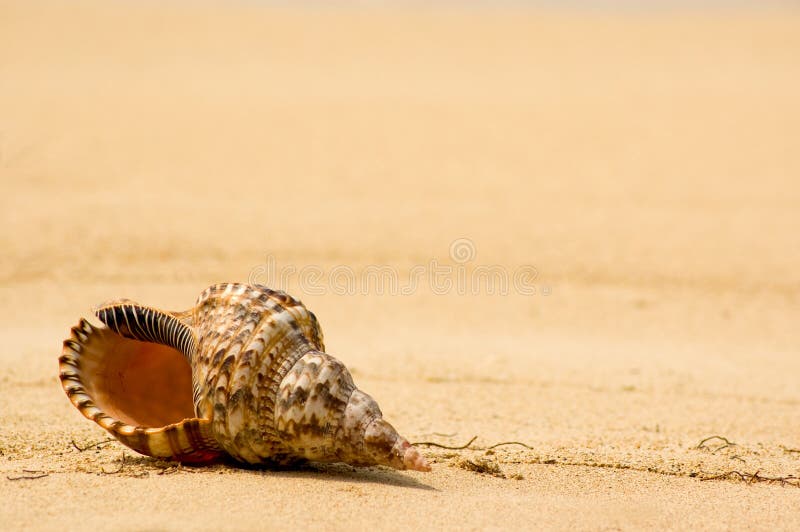 Conch Shell on Tropical Beach (close Up) Stock Image - Image of ...