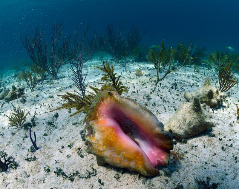 Conch Shell in an Underwater Seascape Stock Photo - Image of crustacean ...
