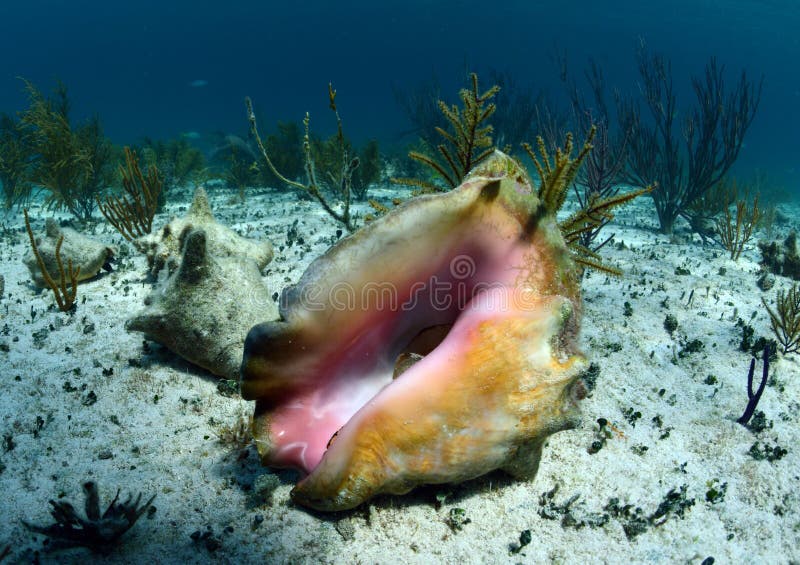 Conch shell underwater stock photo. Image of snail, single - 31899782