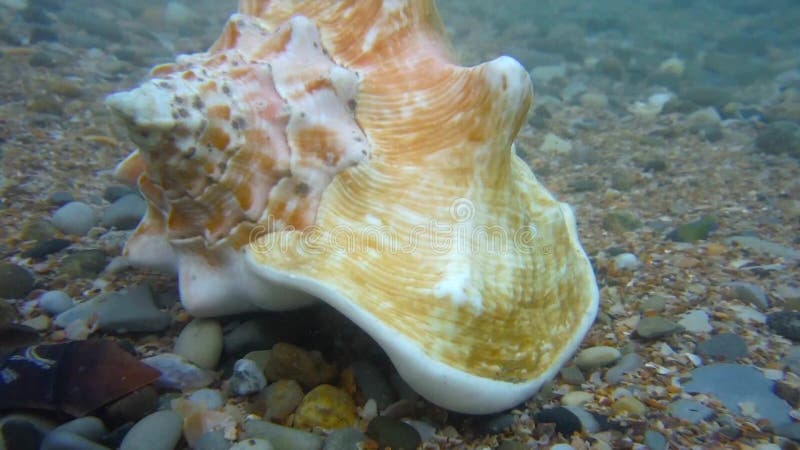 Conch Shell Underwater Shot in the Ocean Water Stock Footage - Video of ...