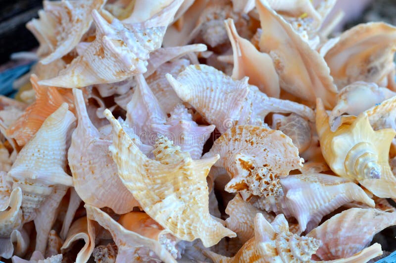 Conch Shell Variety Cluster Stock Image - Image of nature, snails: 39958761