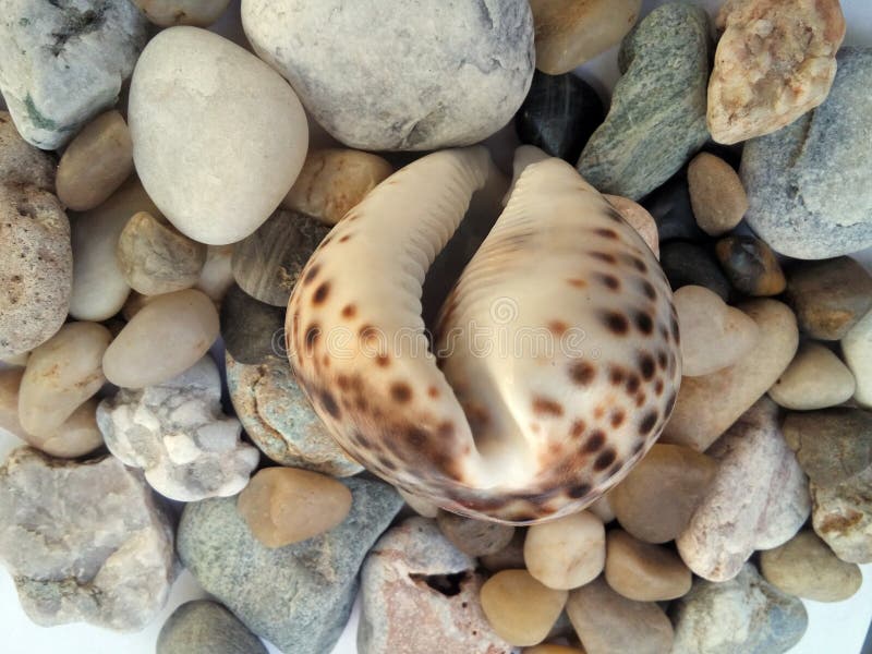 Formas Distintas Stock Photos - Free & Royalty-Free Stock Photos from ...