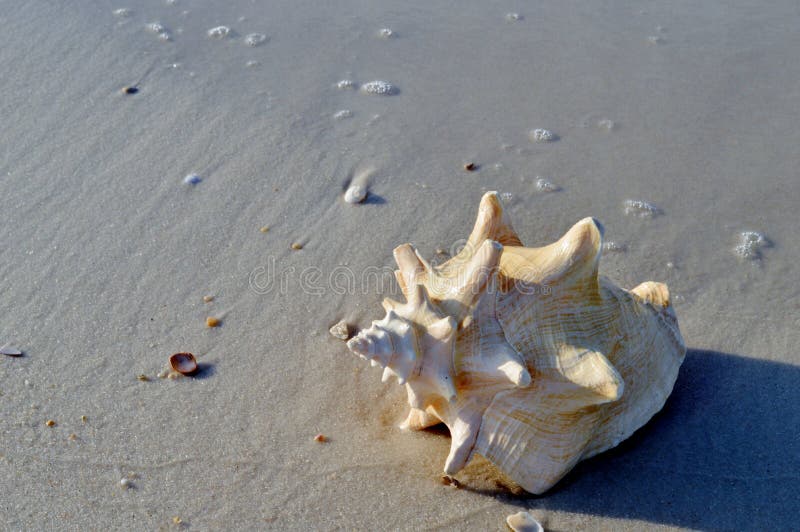 Conch trees and clouds stock photo. Image of conch, spring - 209562096