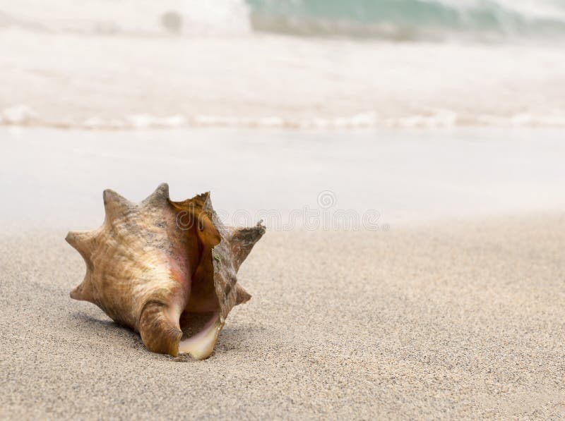 Conch Shell Washed Up on the Shore of a White Sand Beach Stock Photo ...