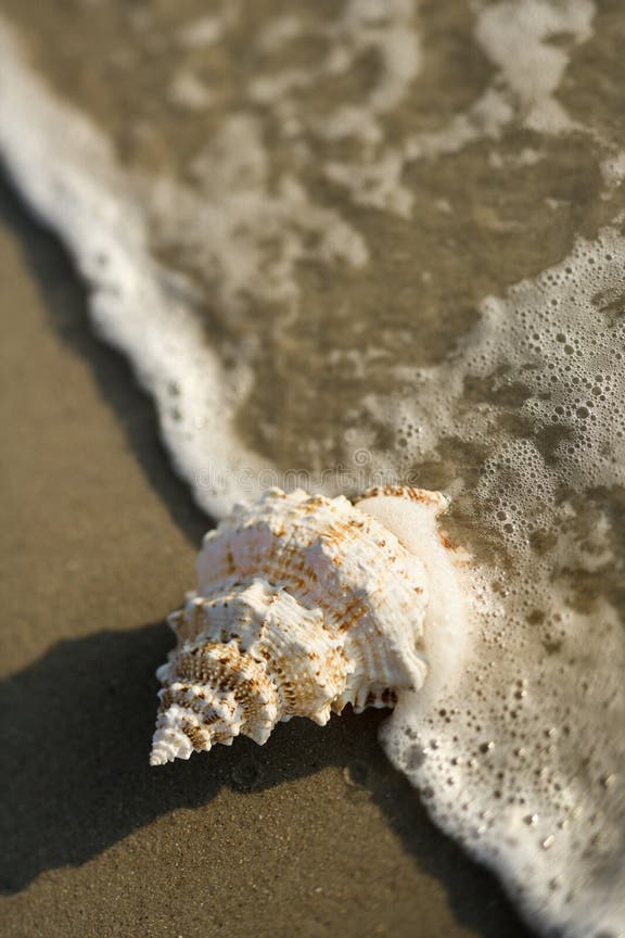 Conch shell in wave. stock image. Image of outdoors, vertical - 2046285
