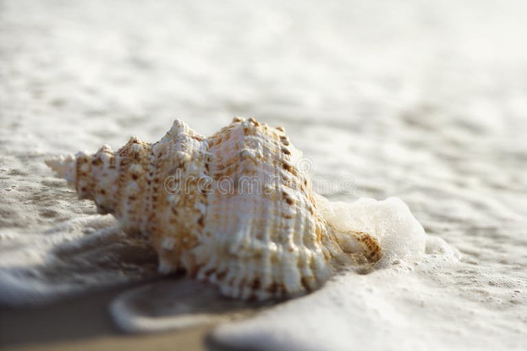 Conch shell in waves. stock photo. Image of wave, coast - 2051808