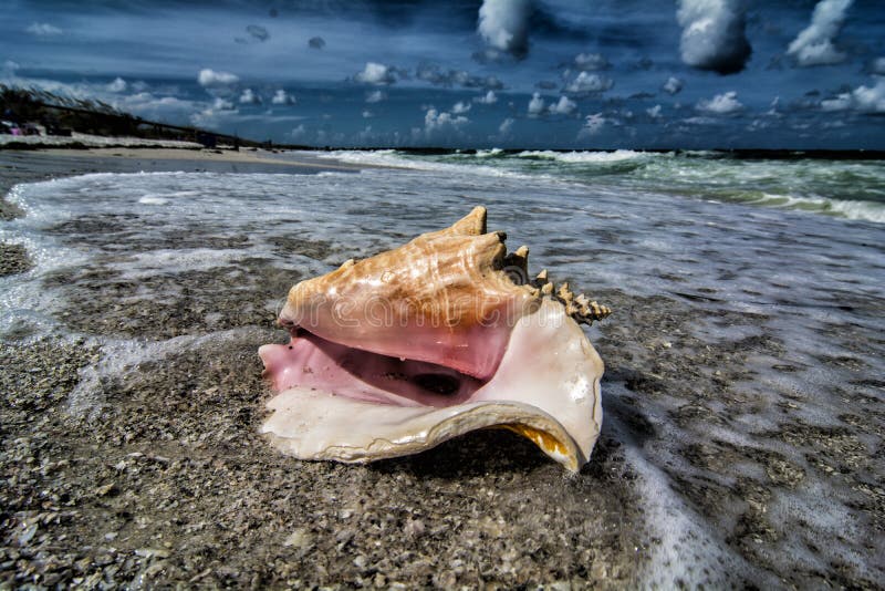 Swirling shell stock photo. Image of invertebrate, swirl - 6254262