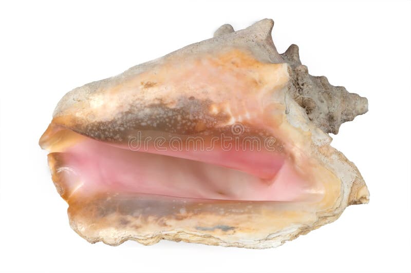 Conch shell on white stock image. Image of snail, edible - 17861515
