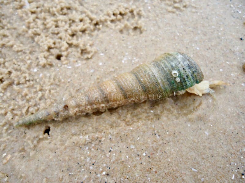 Conch shell stock image. Image of marine, mollusc, beautiful - 94598091