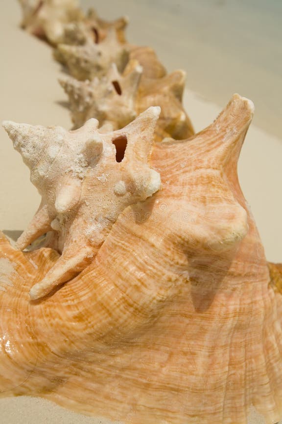 Conch Shells stock image. Image of conch, shell, endless - 10866847