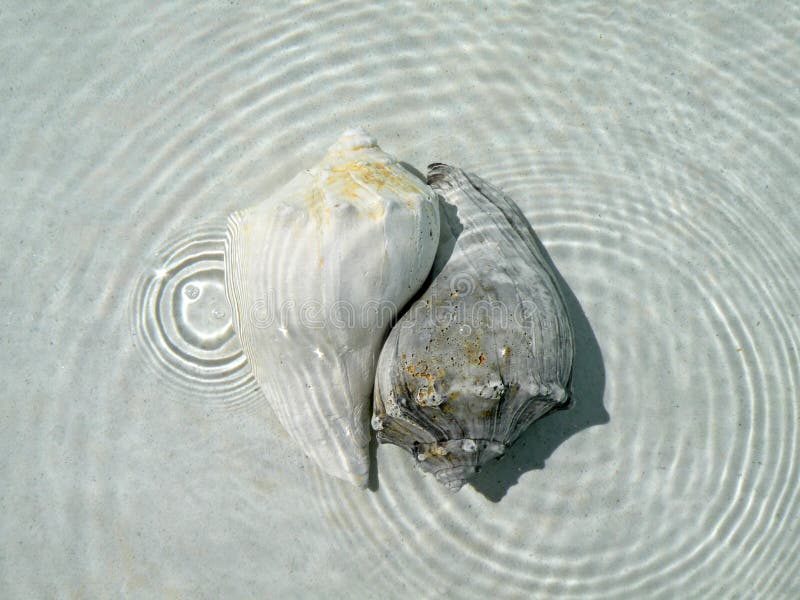Conch Shells stock photo. Image of closeup, detail, close - 12507484