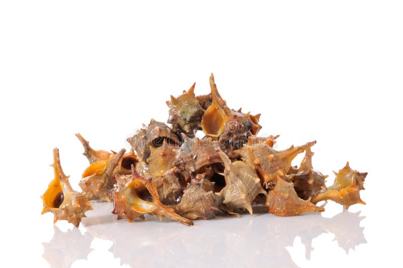 Two conch shells stock image. Image of pink, grooves, colorful - 8209559