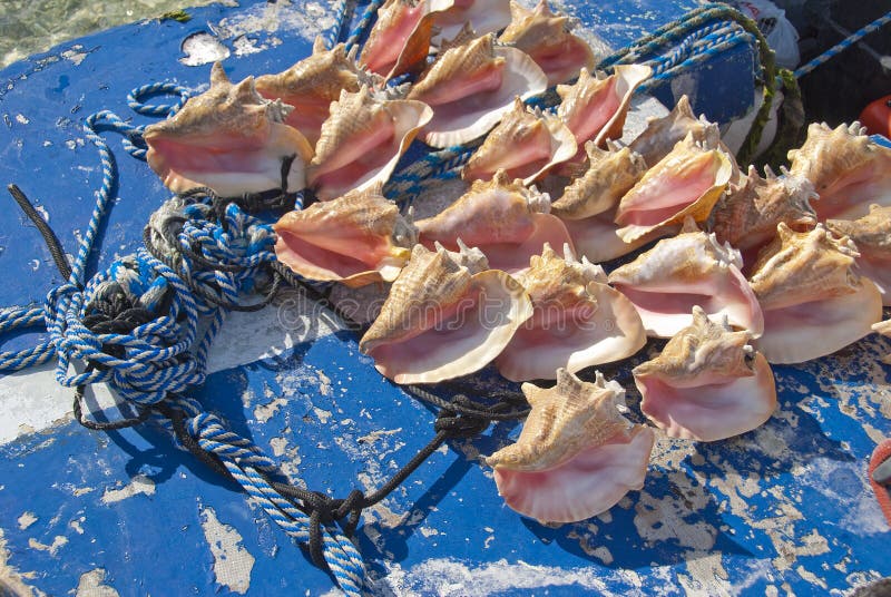 Conch Shells stock photo. Image of closeup, detail, close - 12507484