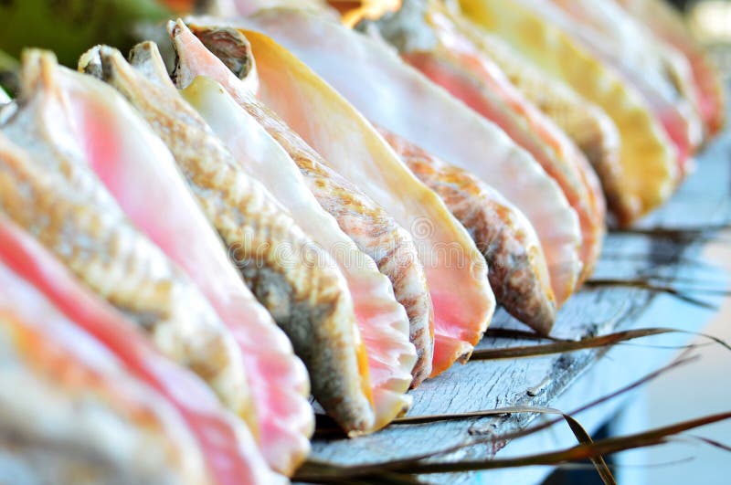 Conch sea shells lined up stock image. Image of aquatic - 54379841
