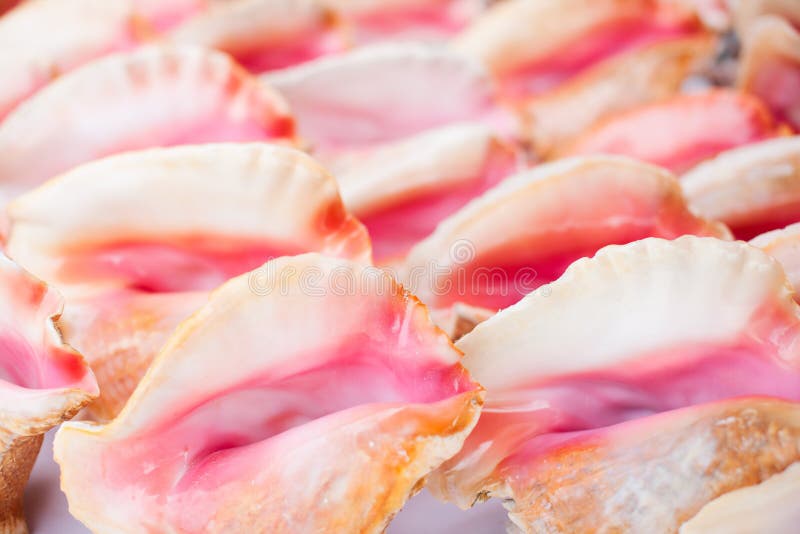 Beautiful Conch Shells Stock Photos - Download 3,017 Royalty Free Photos