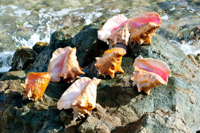 Conch Shells stock photo. Image of marketing, advertising - 29493178
