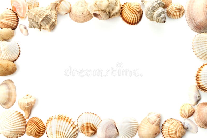 Conch shells stock image. Image of bordered, crustacean - 29653279