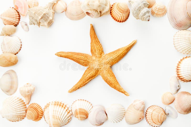 Conch shells stock image. Image of beach, border, recreation - 29653437