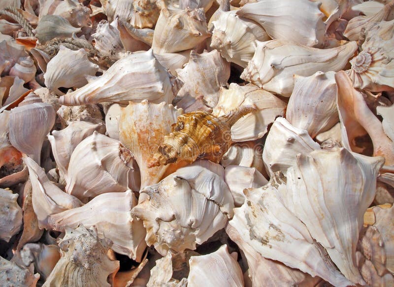 Conch Shells Background stock image. Image of wallpaper - 23586985