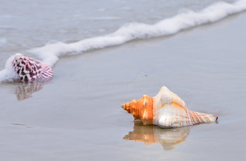 Conch shells on the beach stock photo. Image of outdoors - 89210124