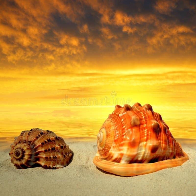 Conch shells on beach stock image. Image of seashore - 44834643