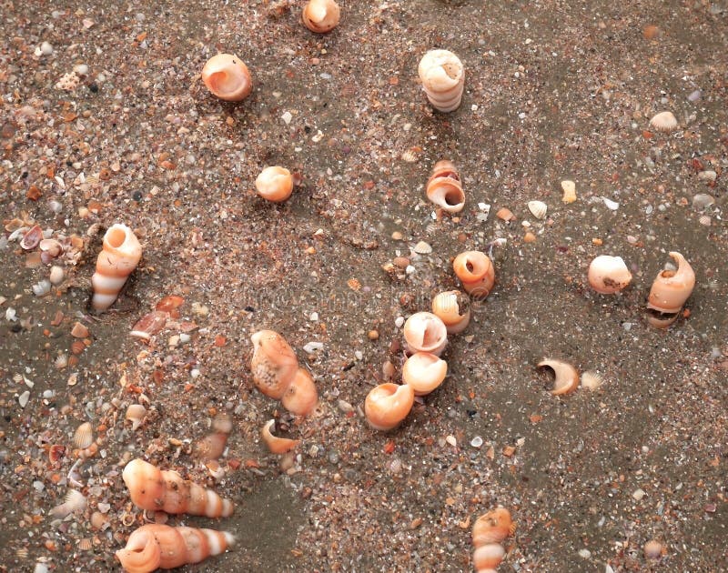 Conch shells on the beach stock image. Image of summer - 45820237