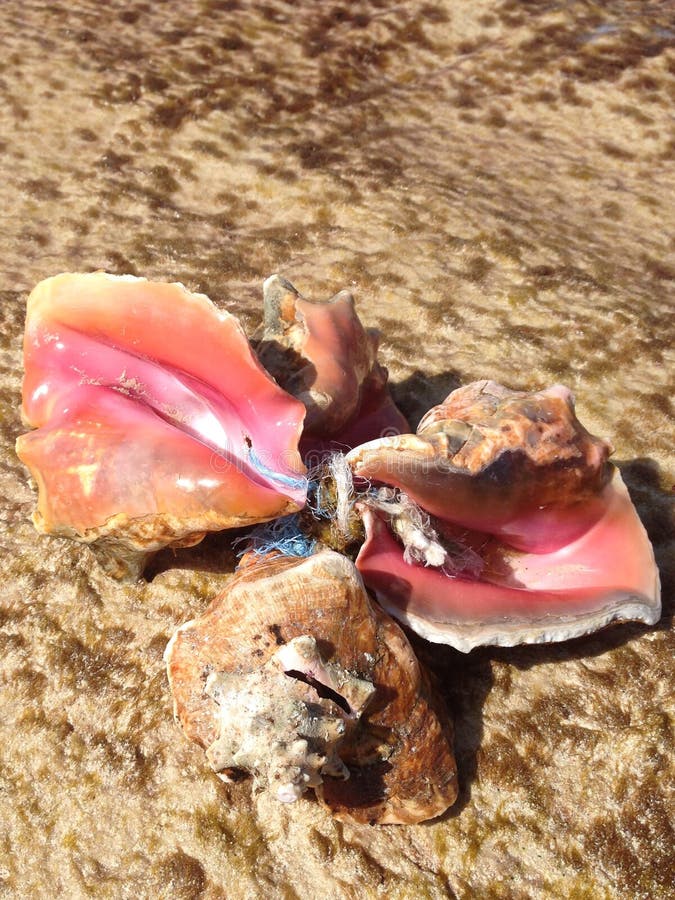Conch Shells stock photo. Image of sand, shells, bright - 100150200